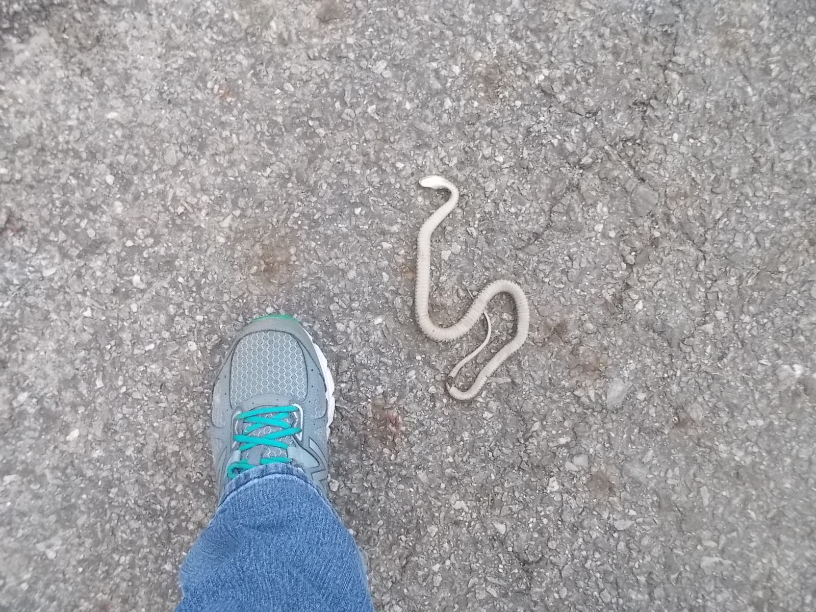 April Fool?? – Mehrling Muse